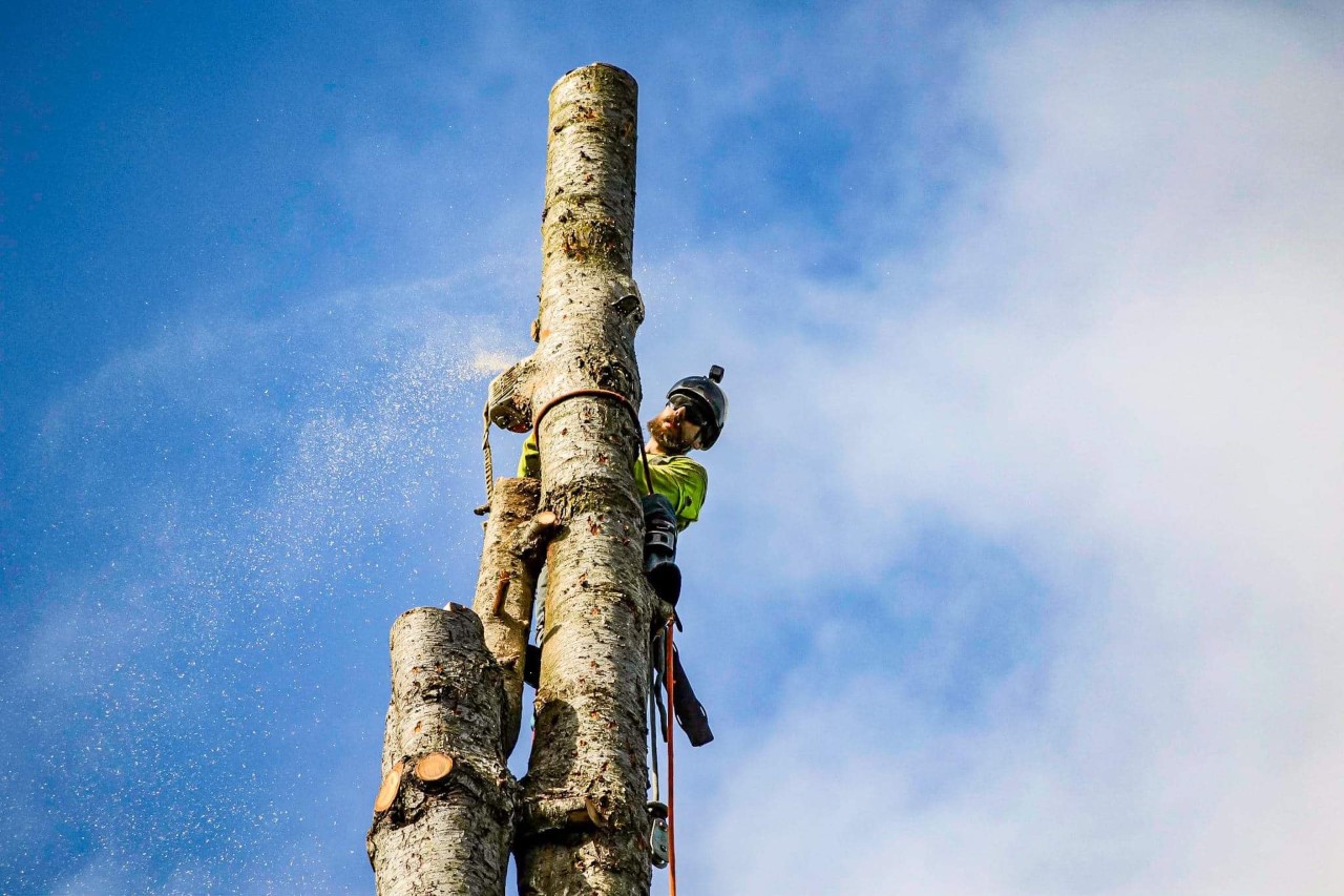 Schaumann Tree Services – Tree services